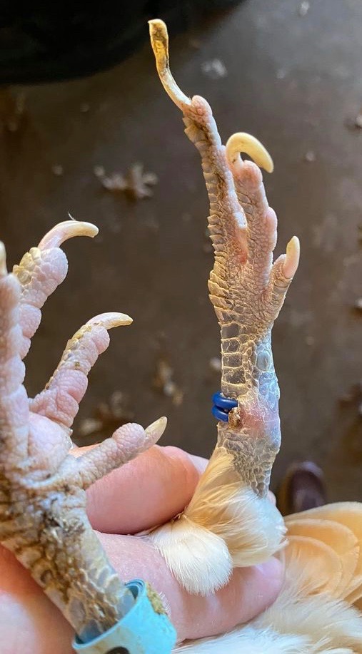 Case Study: Overgrown Leg Band – Bitchin' Chickens