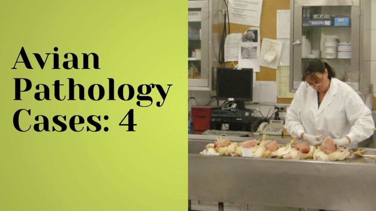 Avian Pathology Cases: 4 – Bitchin' Chickens