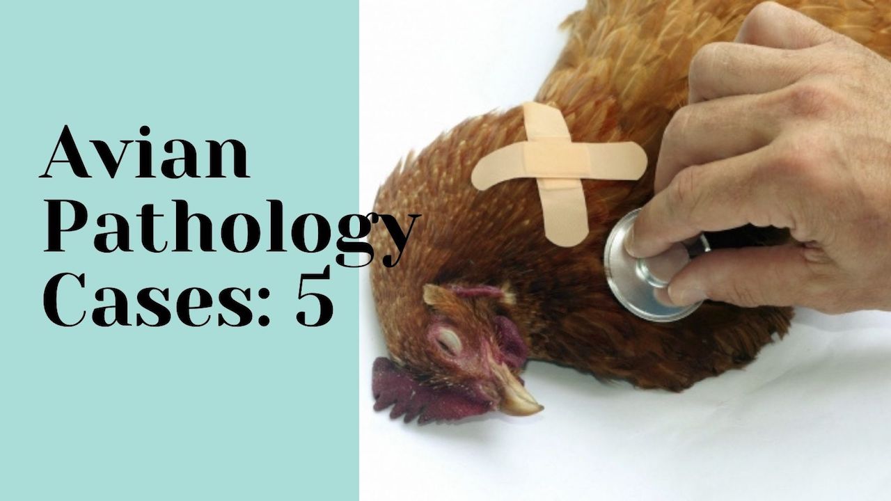 Avian Pathology Cases: 5 – Bitchin' Chickens