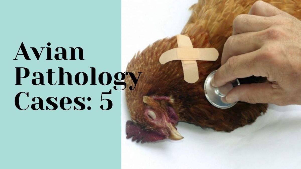 Avian Pathology Cases: 5 – Bitchin' Chickens