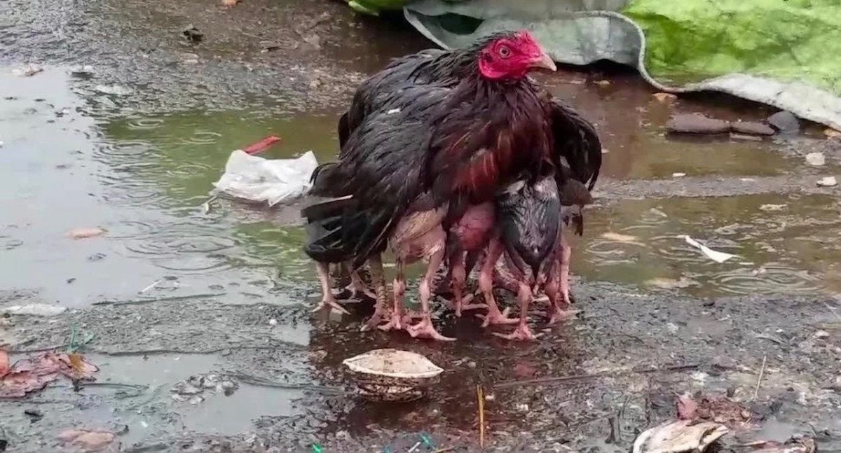 Chicken Keeping Tip 1: When It Rains, It Pours – Bitchin' Chickens