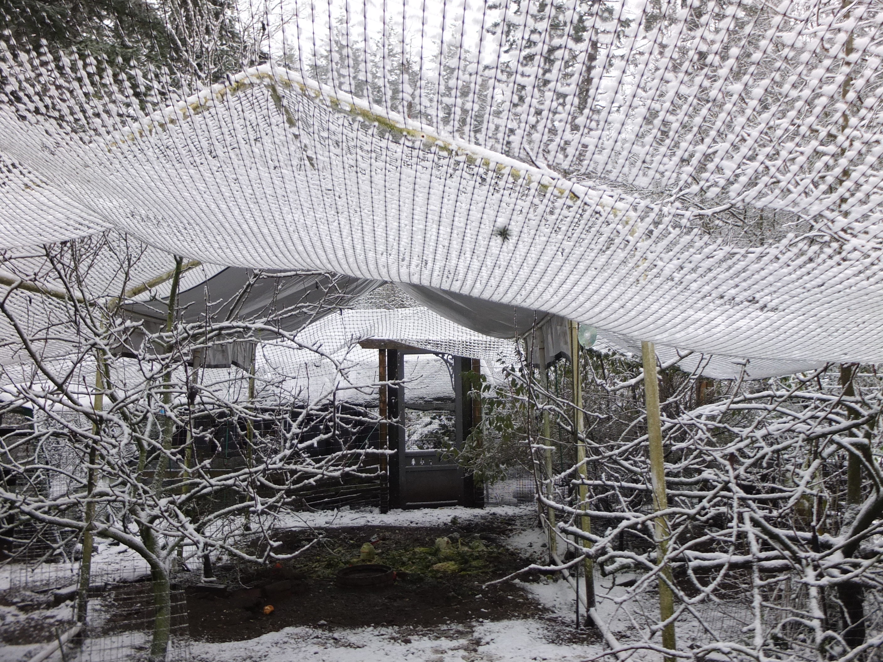 A Chicken Keeper’s Snowy Holiday – Bitchin' Chickens