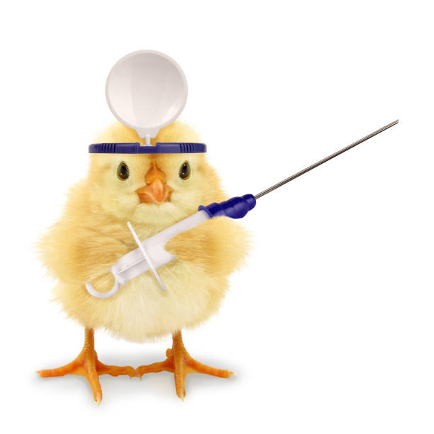 DIY Chicken Doctor: How To Help Your Avian Patient – Bitchin' Chickens