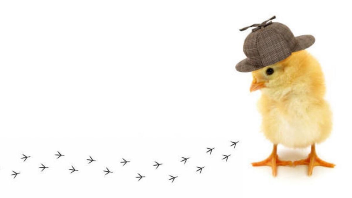 The Case Of The Missing Hen – Bitchin' Chickens