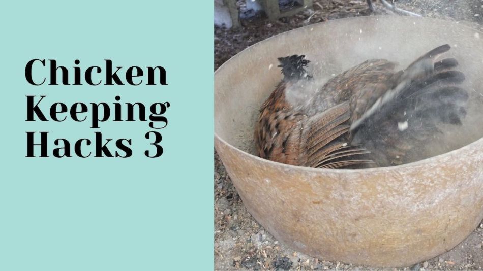 Chicken Keeping Hacks 3 – Bitchin' Chickens