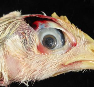 Dealing With Ammonia Toxicity In Chickens – Bitchin' Chickens