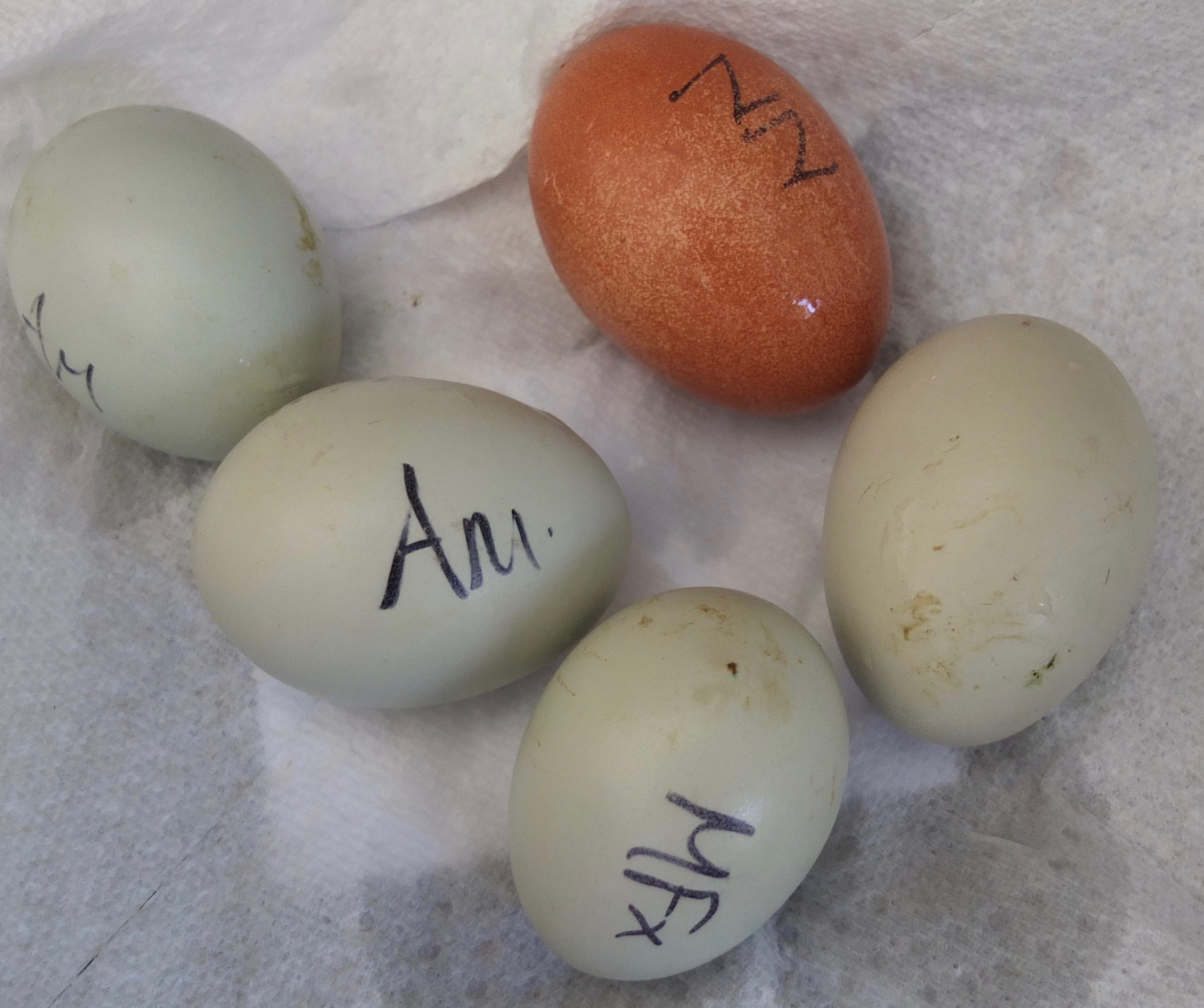 Tips To Increase Viability Of Hatching Eggs – Bitchin' Chickens