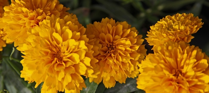 Super Food For Chickens: Marigolds – Bitchin' Chickens