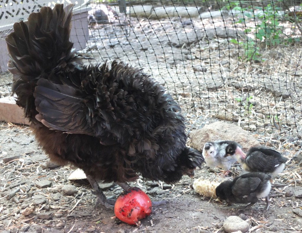 The Case Of The Missing Hen – Bitchin' Chickens