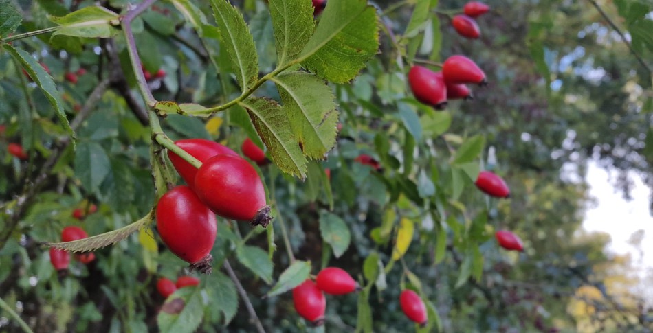 Superfood For Chickens: Rose Hips – Bitchin' Chickens