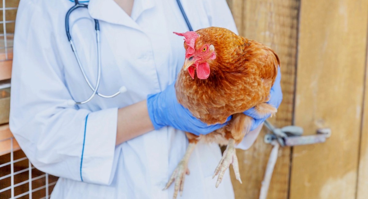 DIY Chicken Doctor: How To Help Your Avian Patient – Bitchin' Chickens