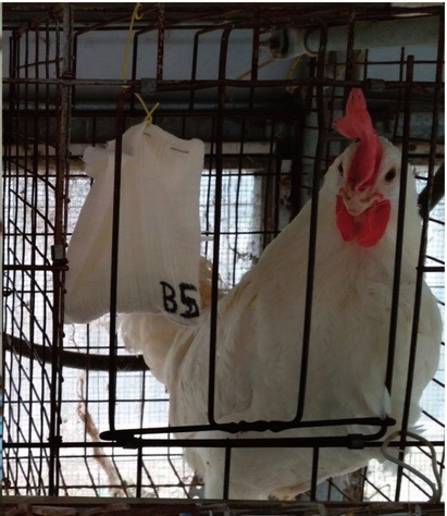 Natural Remedy For Chickens: Sulfur – Bitchin' Chickens