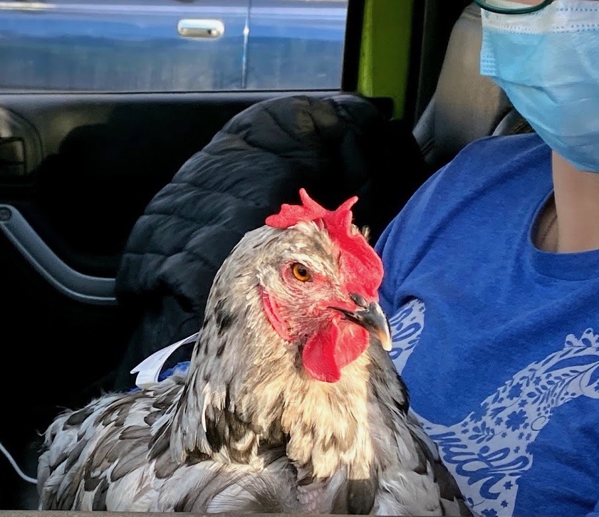 Case Study: Groundbreaking Heart Surgery – Bitchin' Chickens
