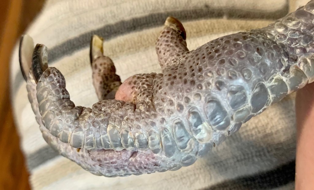 Case Study: Egg Binding & Spay Surgery – Bitchin' Chickens