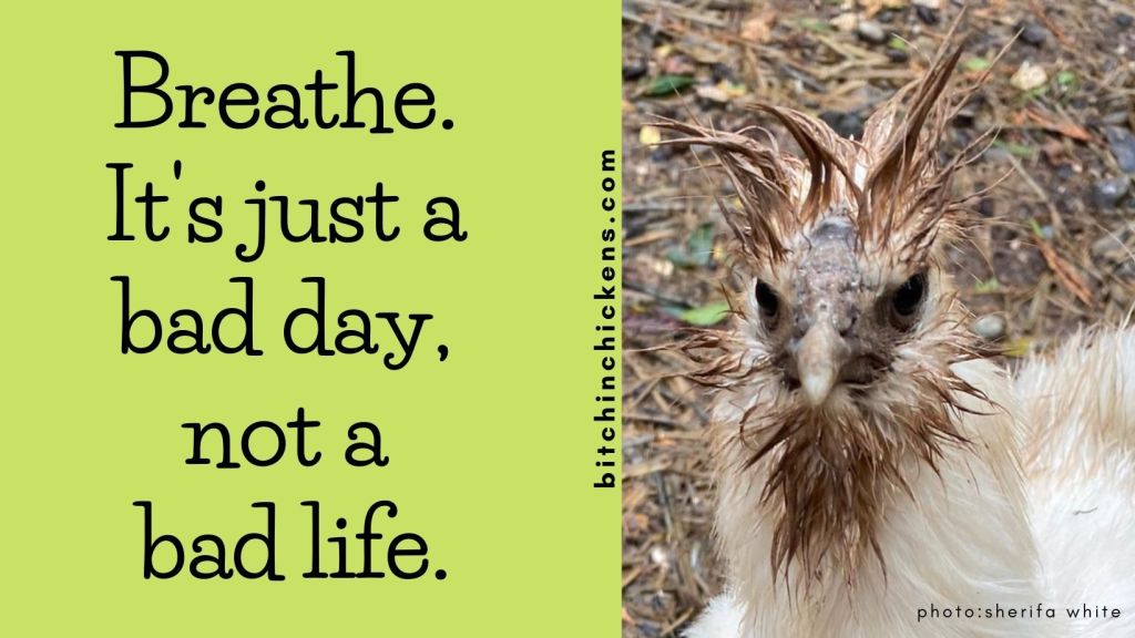 Bitchin’ Chickens Memes: 16 – Bitchin' Chickens