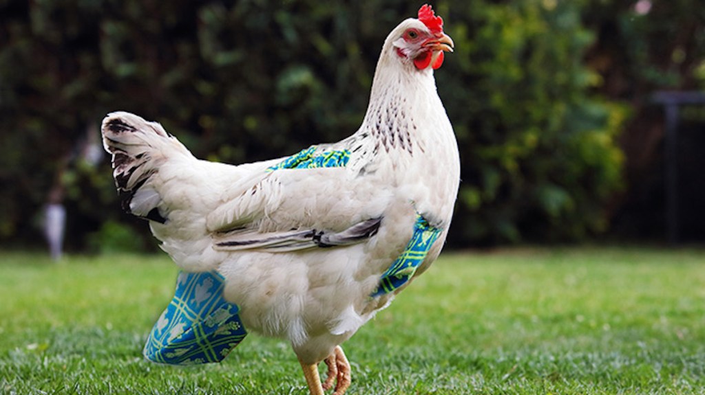 Chicken Diapers 101 – Bitchin' Chickens