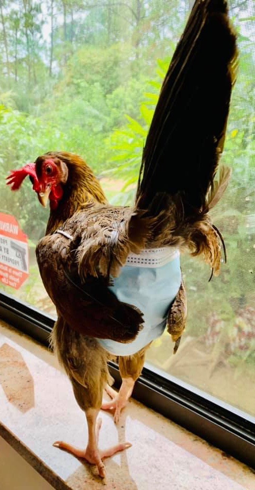 Chicken Diapers 101 – Bitchin' Chickens