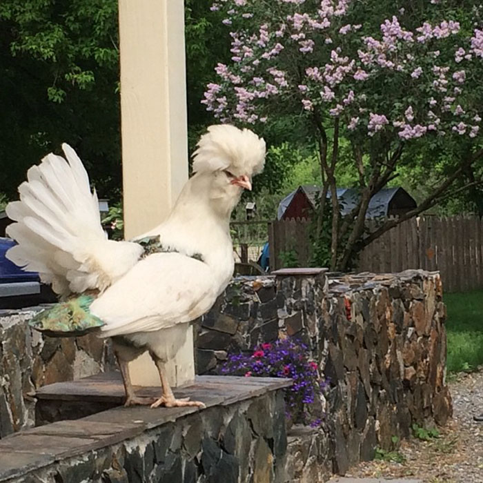 Chicken Diapers 101 – Bitchin' Chickens