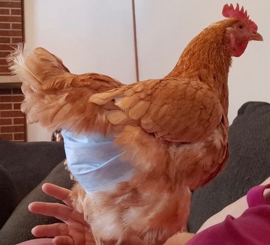 Chicken Diapers 101 – Bitchin' Chickens