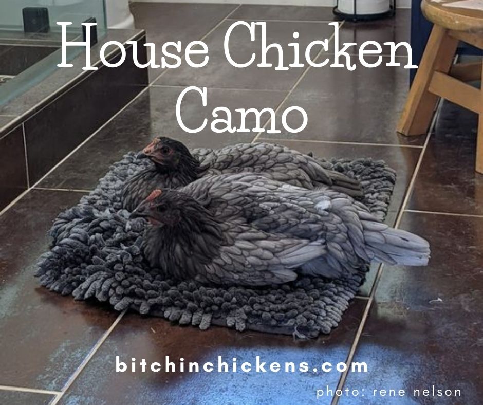 Tips On Keeping House Chickens – Bitchin' Chickens