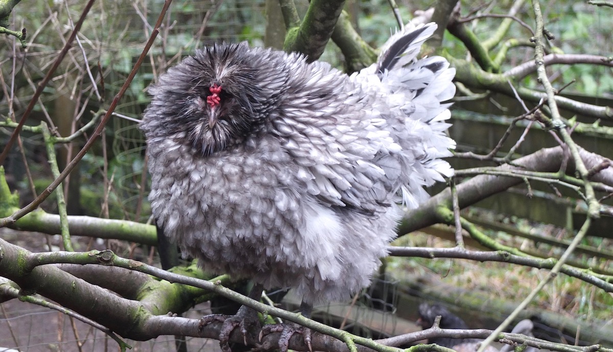 Case Study: Vent Gleet – Bitchin' Chickens