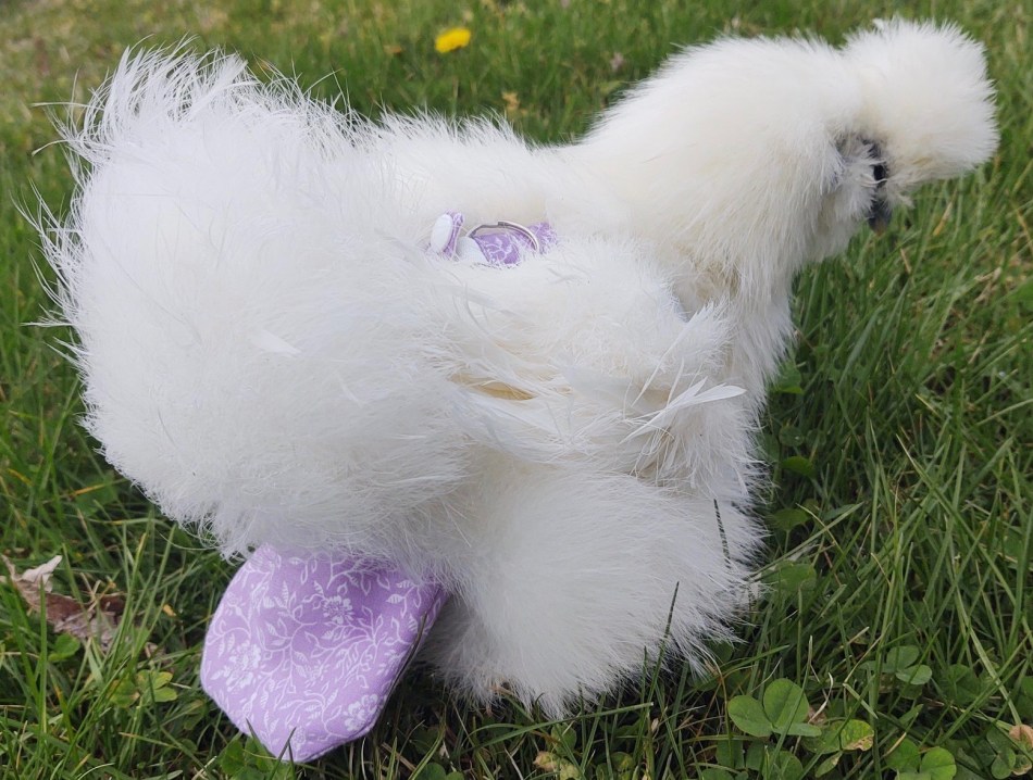 Chicken Diapers 101 – Bitchin' Chickens