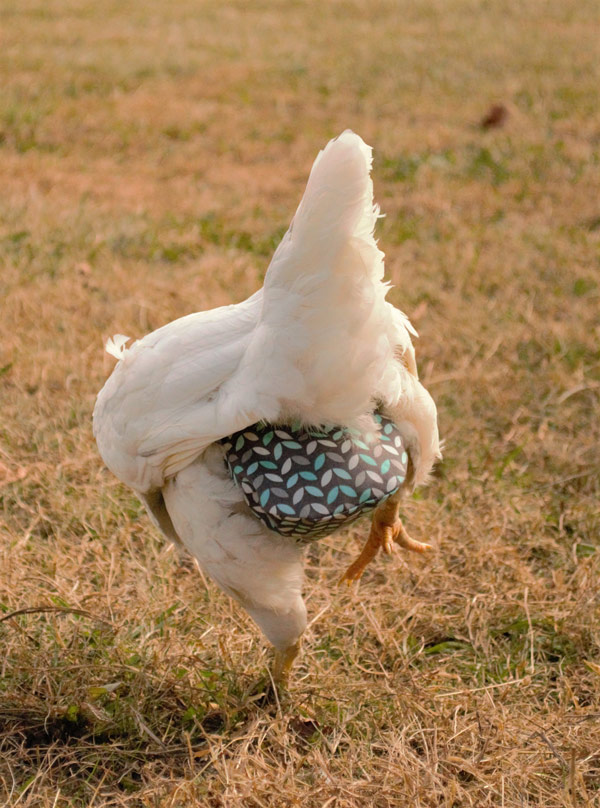 Chicken Diapers 101 – Bitchin' Chickens