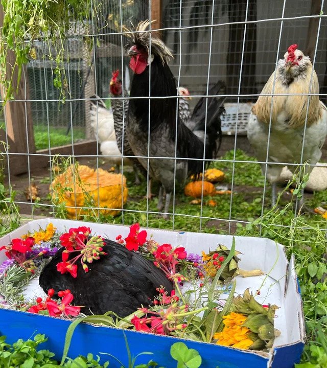 Chicken Obituaries & Eulogies – Bitchin' Chickens