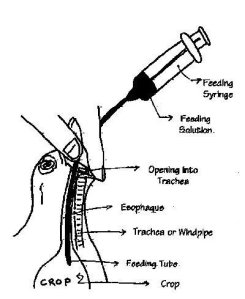 Gavage (Tube) Feeding Chickens – Bitchin' Chickens