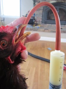 Gavage (Tube) Feeding Chickens – Bitchin' Chickens