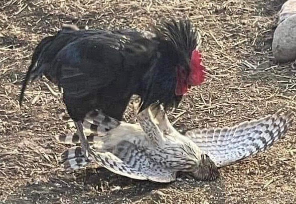 Understanding & Responding To Rooster Behaviour – Bitchin' Chickens