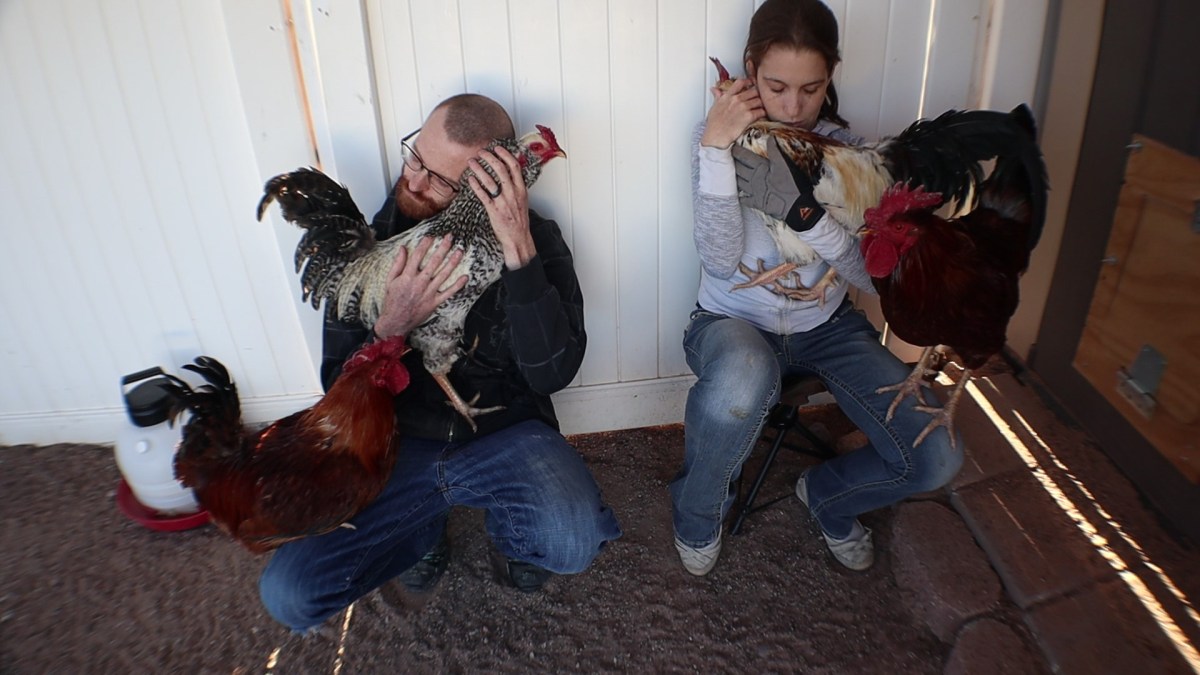 Understanding & Responding To Rooster Behaviour – Bitchin' Chickens