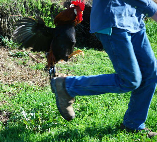 Understanding & Responding To Rooster Behaviour – Bitchin' Chickens