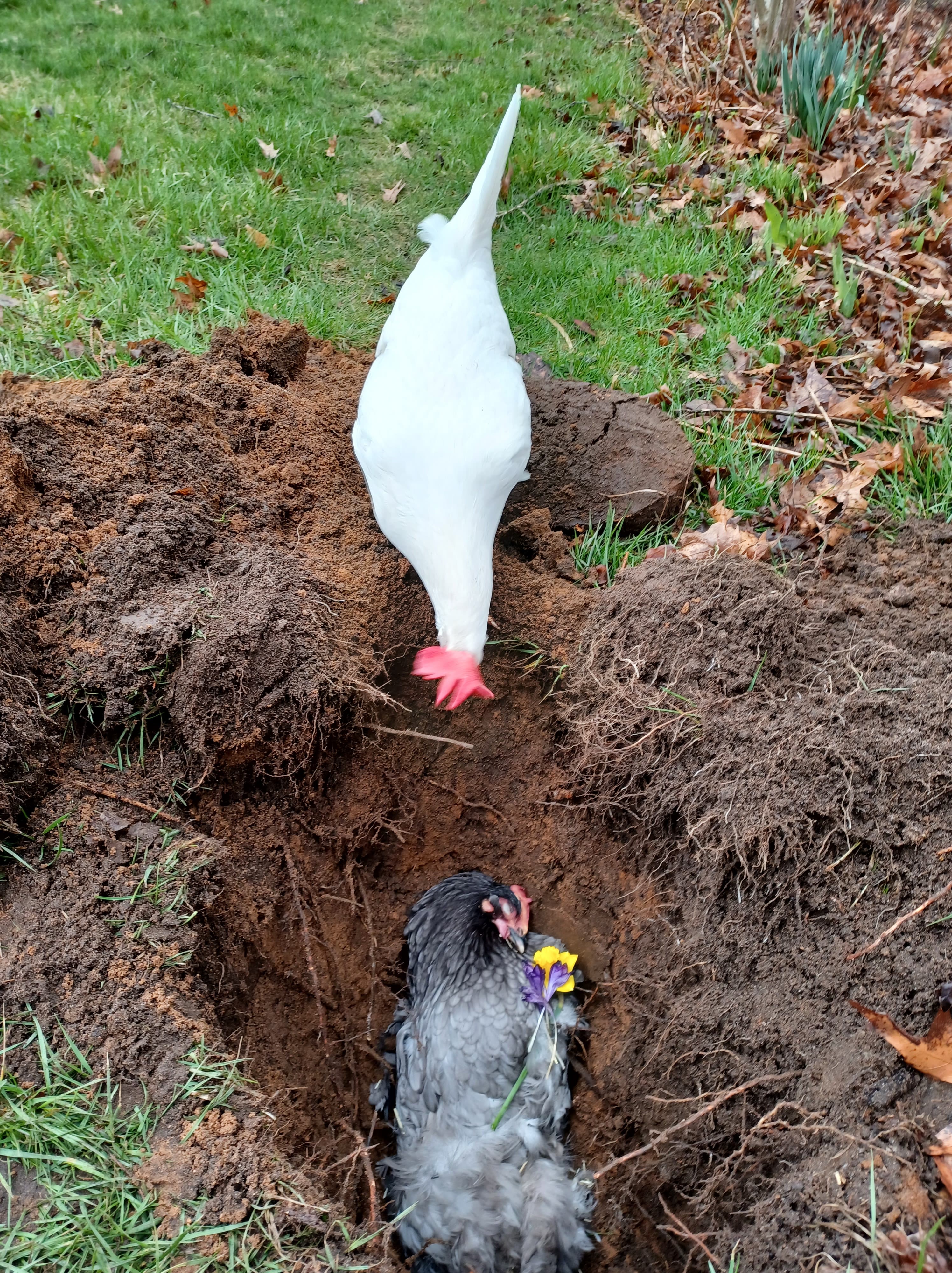 Chicken Obituaries & Eulogies – Bitchin' Chickens
