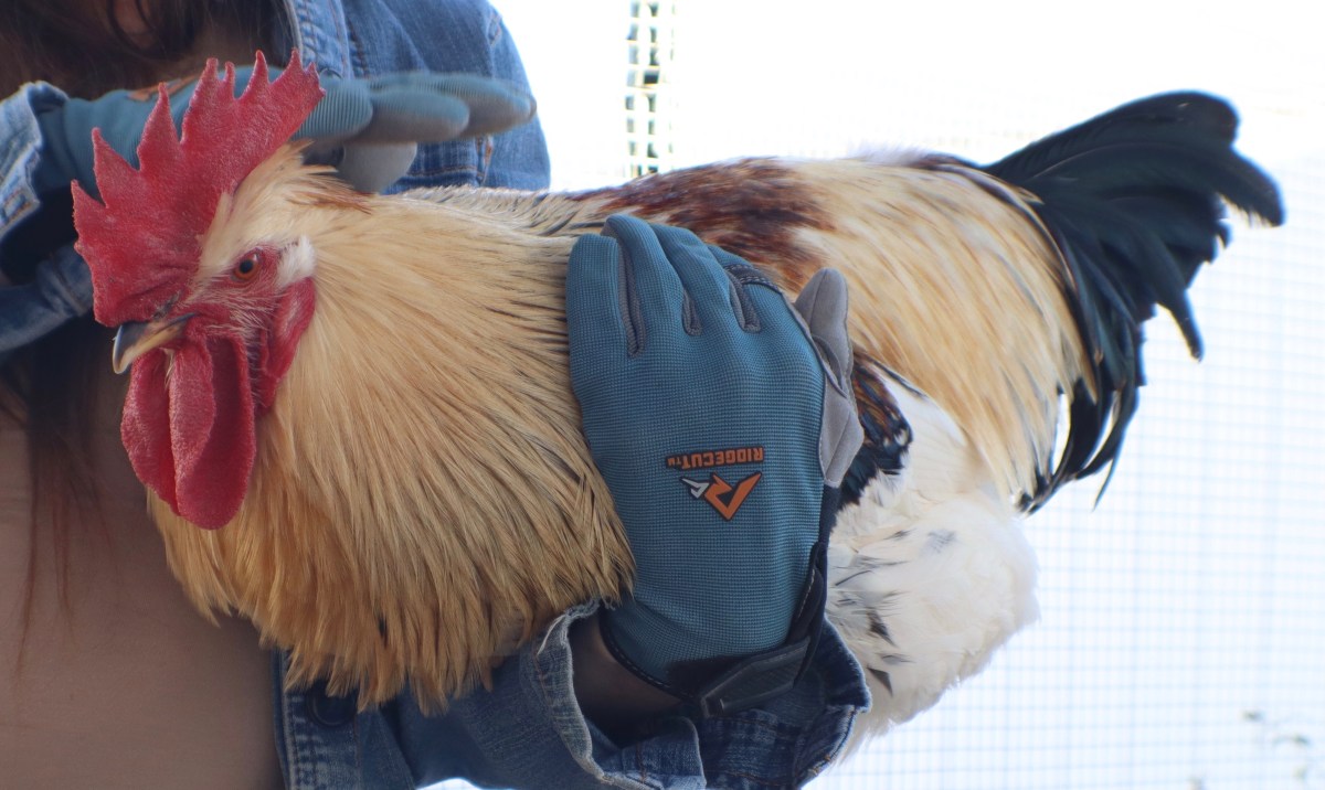 Understanding & Responding To Rooster Behaviour – Bitchin' Chickens