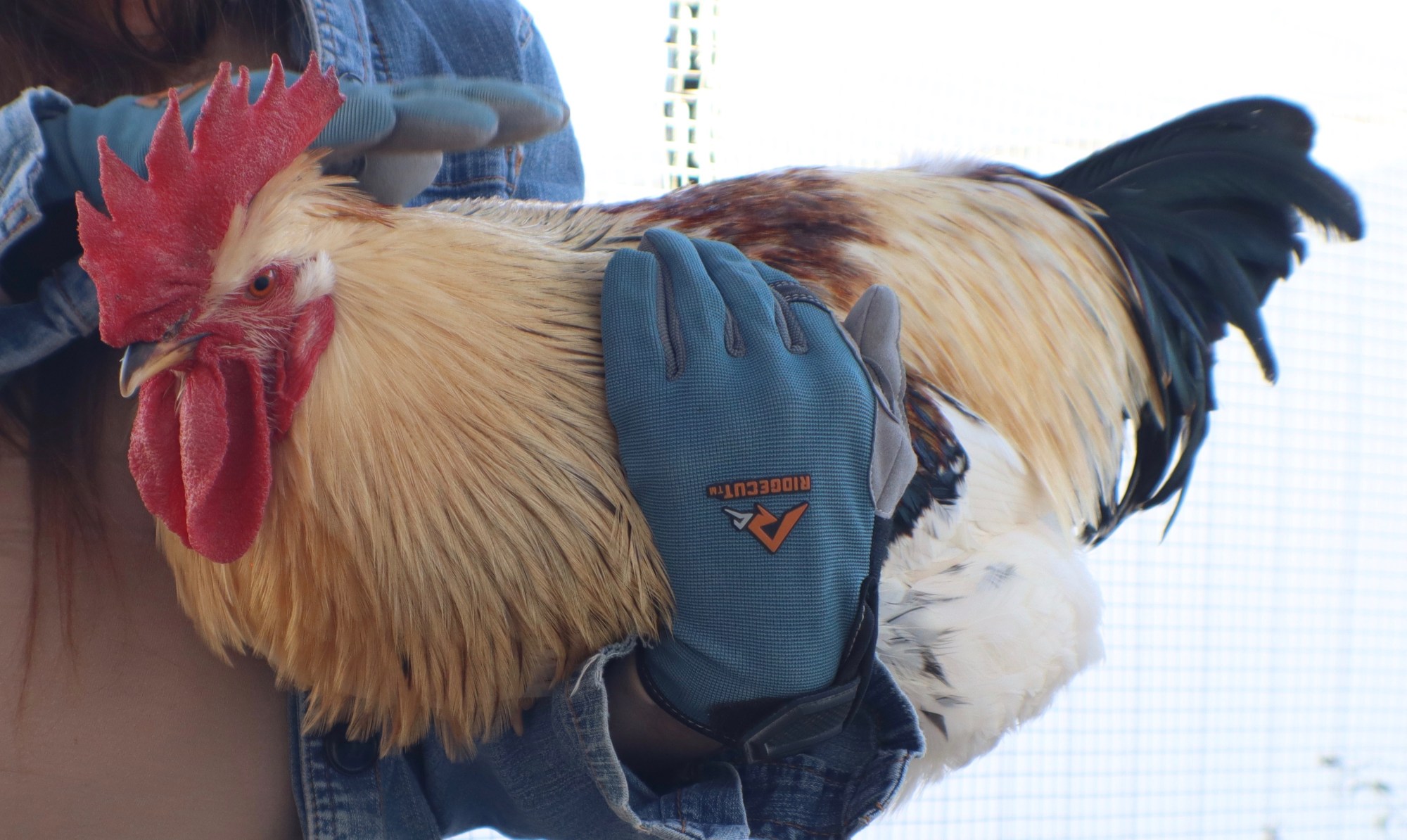 Understanding & Responding To Rooster Behaviour – Bitchin' Chickens