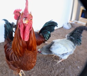 Understanding & Responding To Rooster Behaviour – Bitchin' Chickens