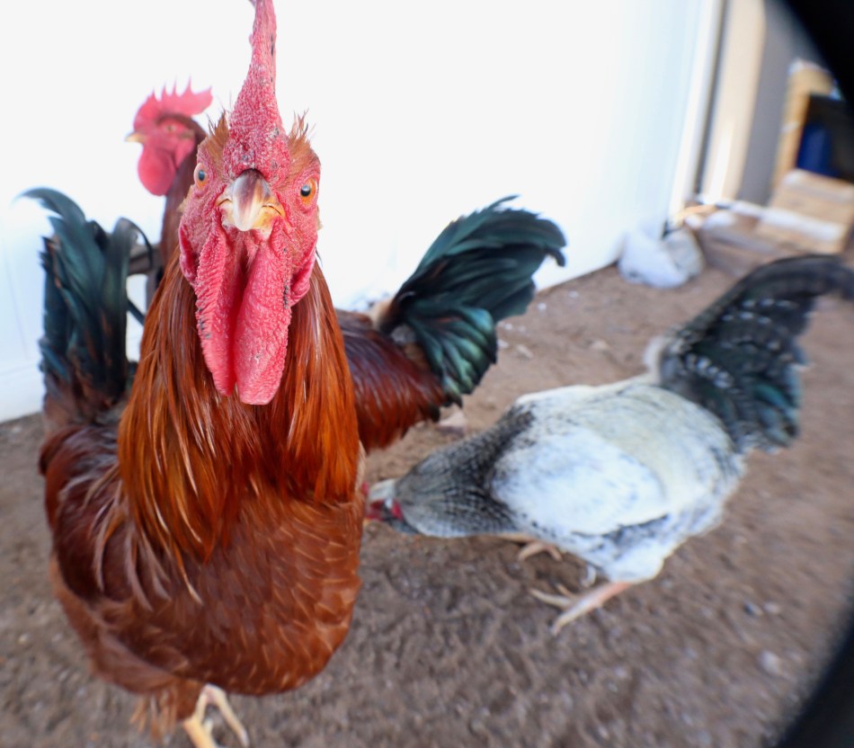 Understanding & Responding To Rooster Behaviour – Bitchin' Chickens