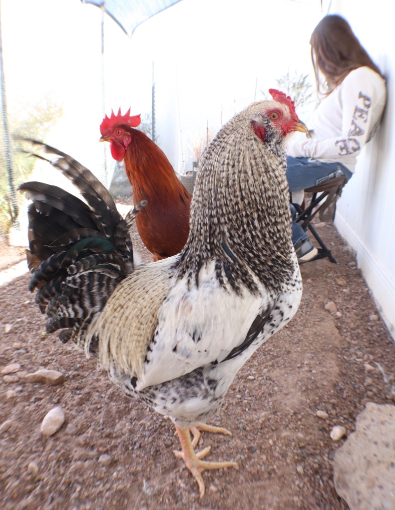 Keeping A Bachelor Rooster Flock – Bitchin' Chickens