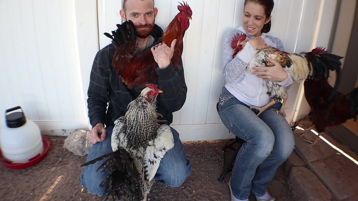 Understanding & Responding To Rooster Behaviour – Bitchin' Chickens