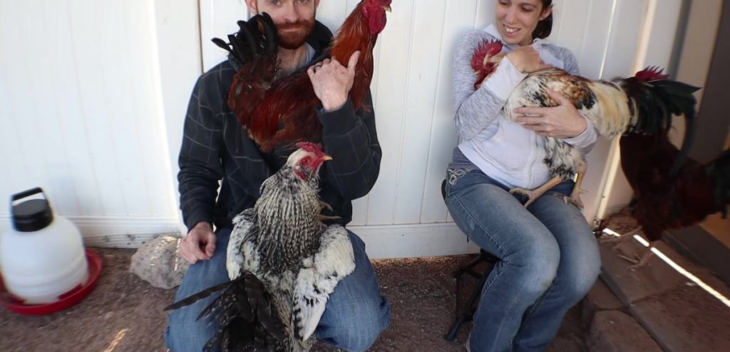 Understanding & Responding To Rooster Behaviour – Bitchin' Chickens