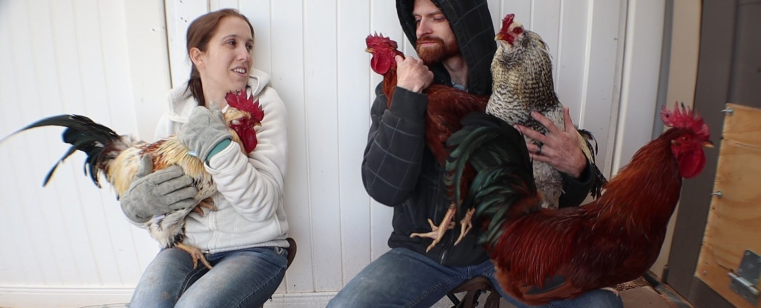 Understanding & Responding To Rooster Behaviour – Bitchin' Chickens