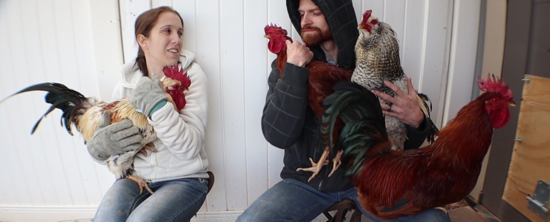 Understanding & Responding To Rooster Behaviour – Bitchin' Chickens