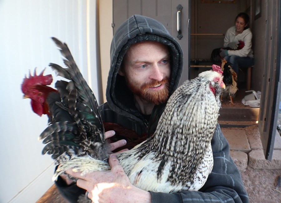 Understanding & Responding To Rooster Behaviour – Bitchin' Chickens