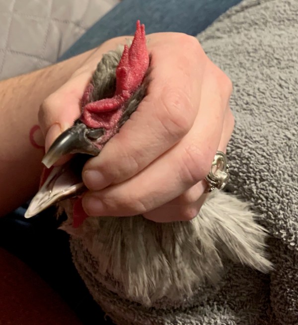 Gavage (Tube) Feeding Chickens – Bitchin' Chickens
