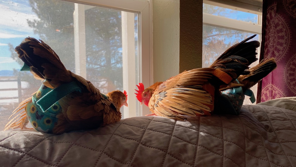 House Chickens – Bitchin' Chickens