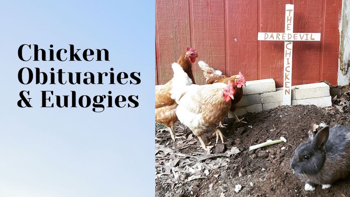 Chicken Obituaries & Eulogies – Bitchin' Chickens