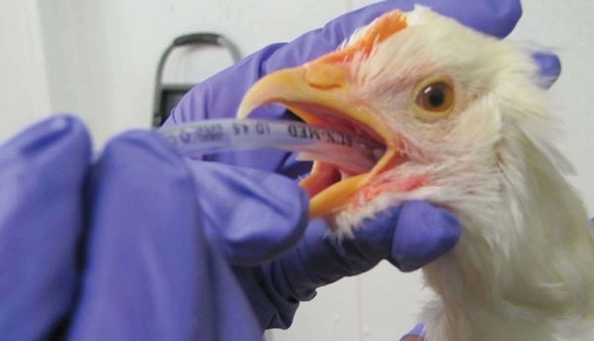 Gavage (Tube) Feeding Chickens – Bitchin' Chickens