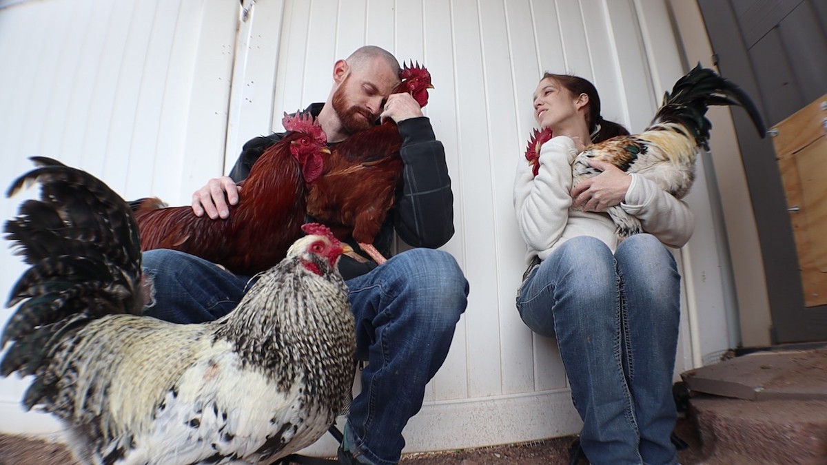 Keeping A Bachelor Rooster Flock – Bitchin' Chickens