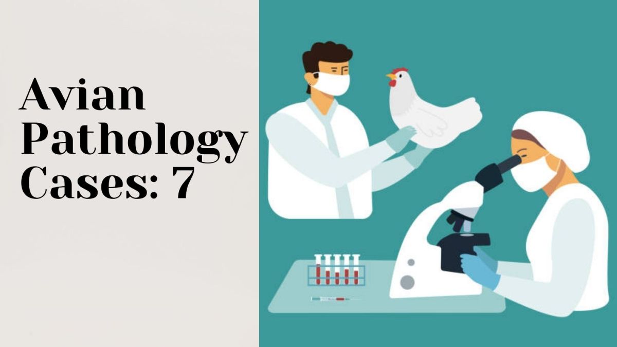 Avian Pathology Cases: 7 – Bitchin' Chickens